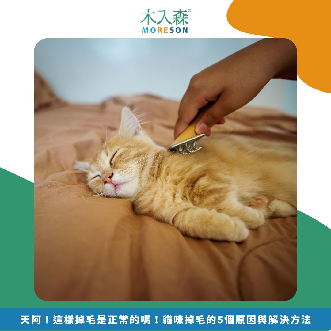 天阿！這樣掉毛是正常的嗎？貓咪掉毛的6大原因與解決方法 - 木入森Moreson｜寵物保健食品｜犬貓營養分類 精準保健補充